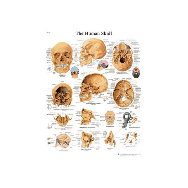 Fabrication Enterprises 3B Anatomical Chart - Skull, Paper 12-4621P | Zoro