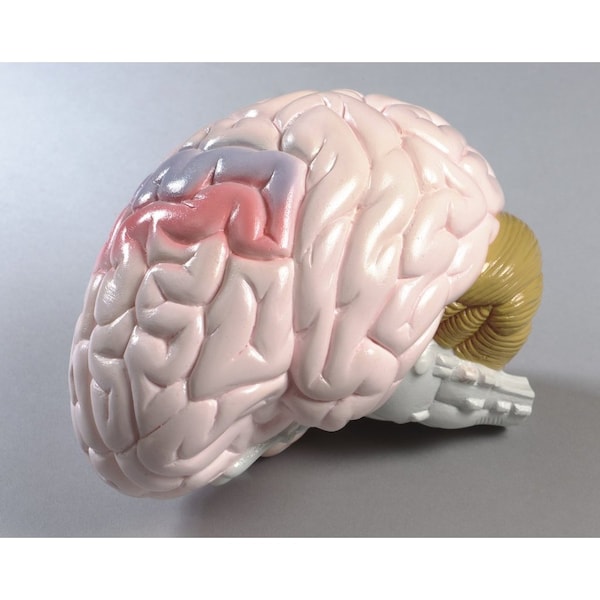 Denoyer-Geppert Anatomical Model, Life-Size Two-Part Brain Model 0155 ...