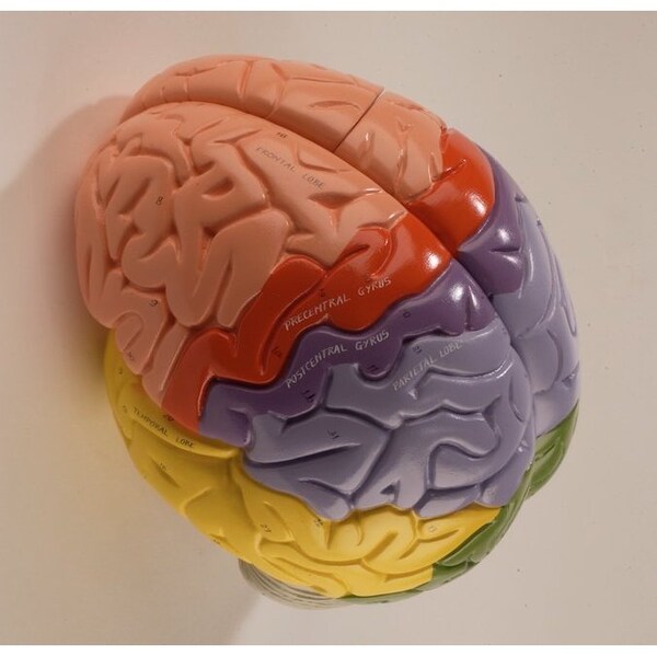 Denoyer-Geppert Anatomical Model, Giant Regional Brian 0171-00 | Zoro