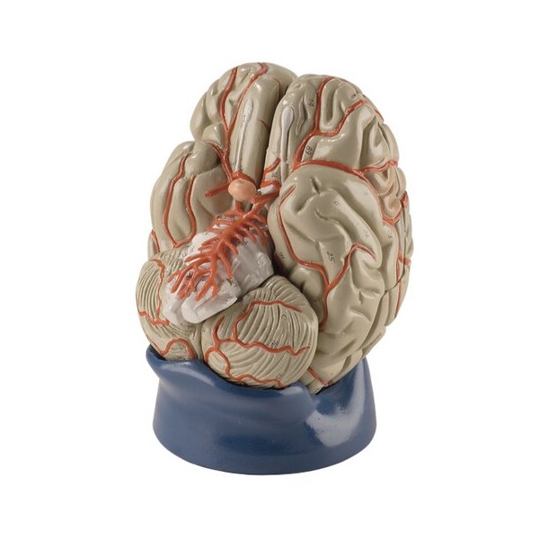 Denoyer-Geppert Anatomical Model, Deluxe Eight-Part Brain Model 0178-00 ...