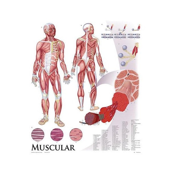 Denoyer-Geppert Charts/Posters, Muscular System Mounted 1422-10 | Zoro