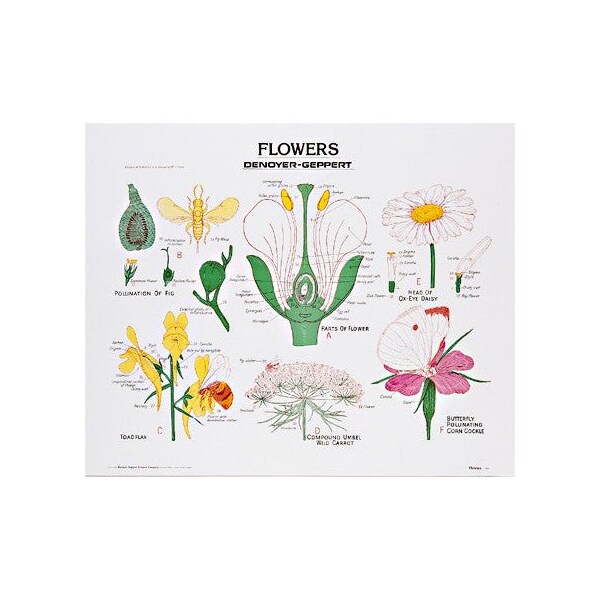 Denoyer-Geppert Charts/Posters, Flowers Chart Mounted 1904-10 | Zoro