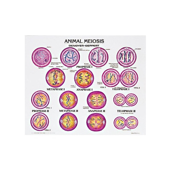 Denoyer-Geppert Charts/Posters, Animal Meiosis Chart Mounted 1913-10 | Zoro