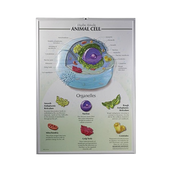 Denoyer-Geppert Charts/Posters, Animal Cell Raised Relief Chart 7501-RR ...