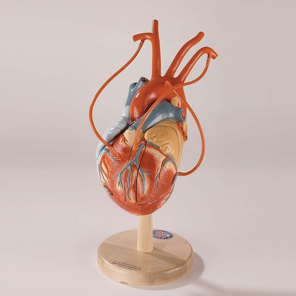 Denoyer-Geppert Anatomical Model, Heart of America with Bypass 0139-00 ...