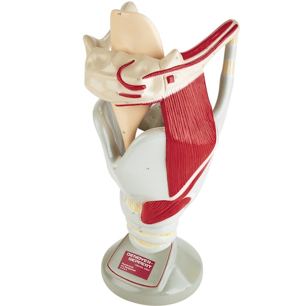 Denoyer-Geppert Anatomical Model, Giant Functional Larynx 0134-00 | Zoro