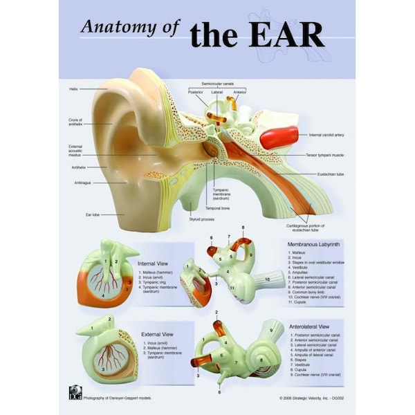 Denoyer-Geppert Charts/Posters, Anatomy of the Ear Chart 7133-08 | Zoro