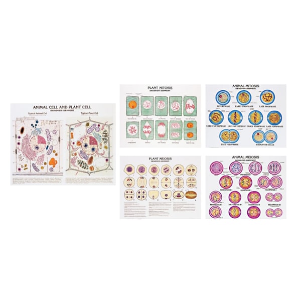 Denoyer-Geppert Charts/Posters, Cell Structure Chart Set/5 Multiroller ...