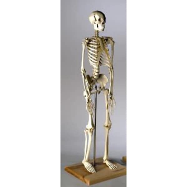Denoyer-Geppert Anatomical Model, Mini Skeleton 28 inches S28 | Zoro