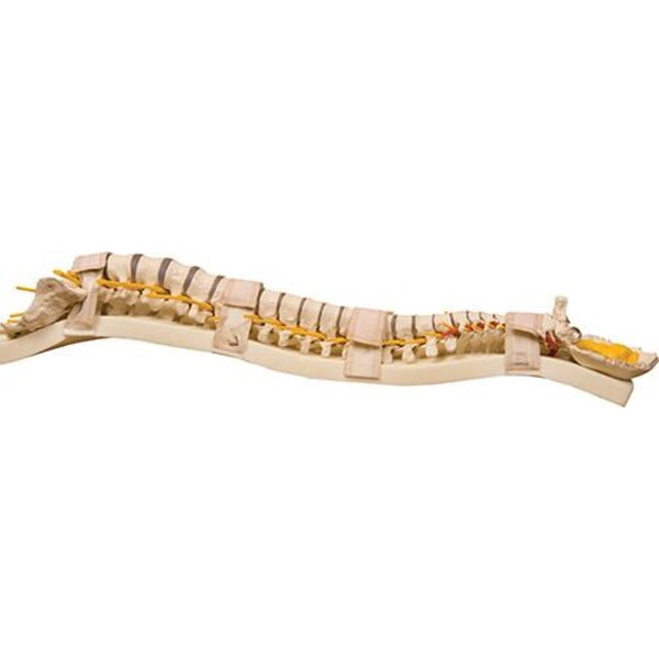 Denoyer-Geppert Anatomical Model, Spine Palpation Trainer SP672 | Zoro