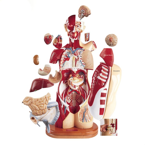 Denoyer-Geppert Anatomical Model, Multi-Torso: Male 0713-00 | Zoro