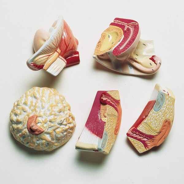 Denoyer-Geppert Anatomical Model, Female Reproductive Model 0719-F | Zoro