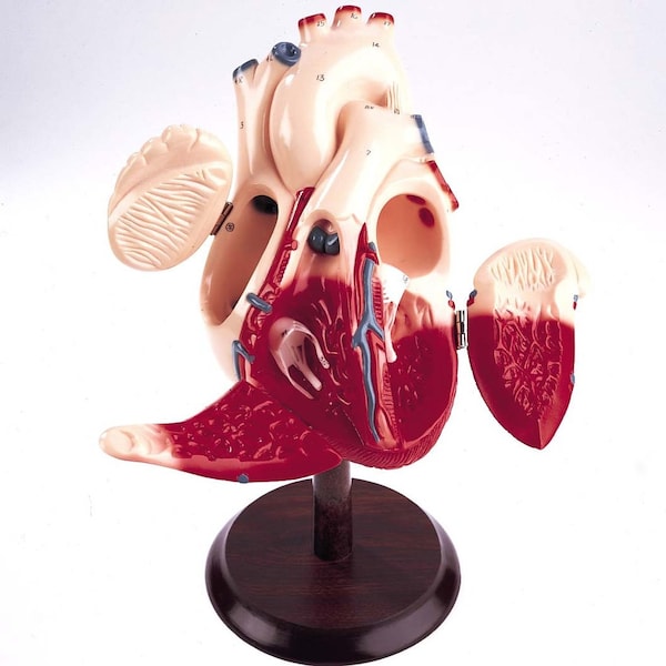 Denoyer-Geppert Anatomical Model, Student Heart Model 0821-40 | Zoro