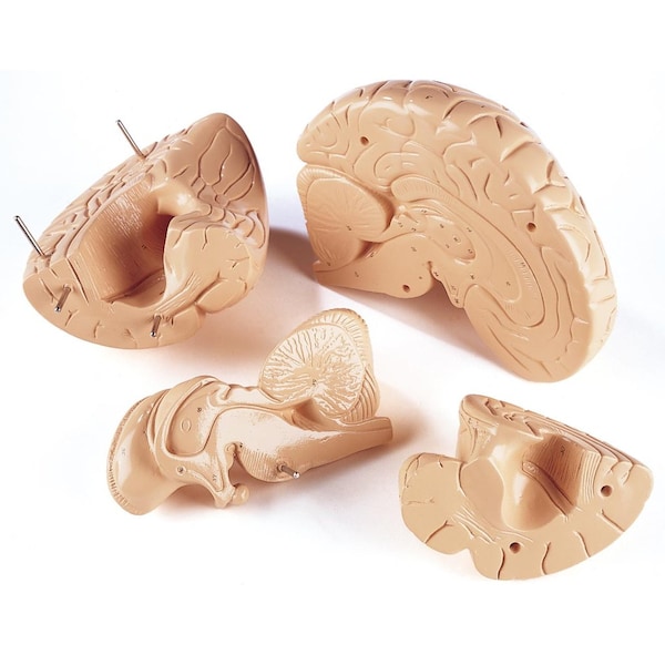 Denoyer-Geppert Anatomical Model, Giant Brain Student Edition 0825-60 ...