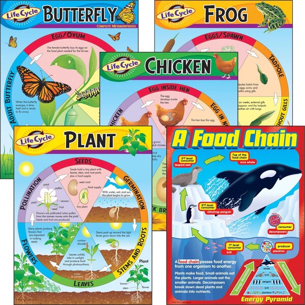 Trend Enterprises Life Cycles Learning Charts Combo Pack, Set of 5 ...