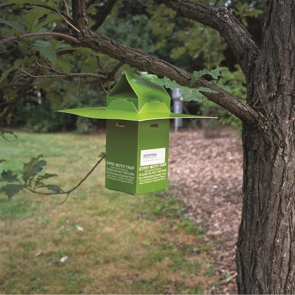 Scentry Biologicals Scentry Milk Carton Gypsy Moth Trap with Lid, 2 ...