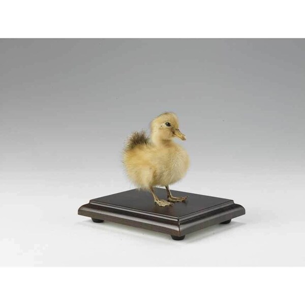 C&A Scientific Duck Mount 54015 | Zoro