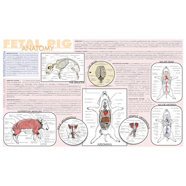 Frey Scientific Laminated Dissection Mat, .02 Mil Thick, Fetal Pig ...