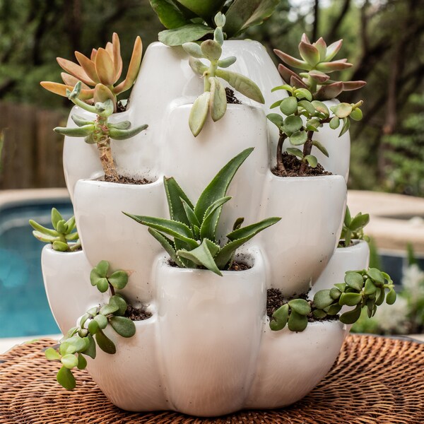 Red Star Ceramic Strawberry/Cacti Planter Cacti-W | Zoro