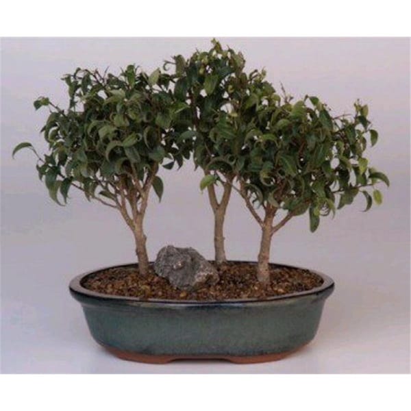 Configuracion Ficus Benjamina Forest Group Ficus Too Little Bonsai Tree ...