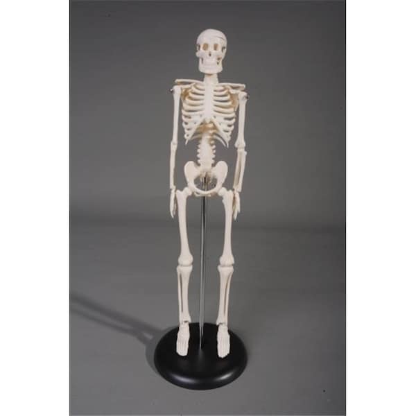 Skeletons And More SM142 17 in. Tiny in. Harvey Skeleton SM142 | Zoro