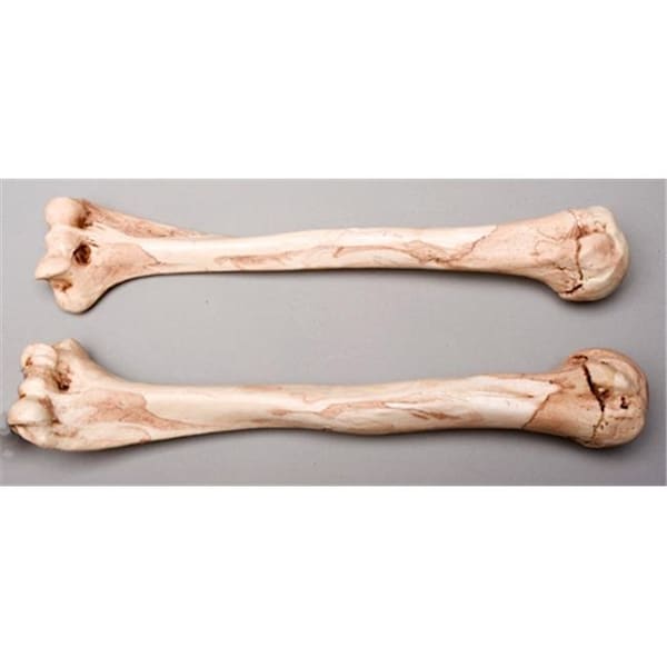 Skeletons And More SM374DLA Aged Left Humerus Bone SM374DLA | Zoro