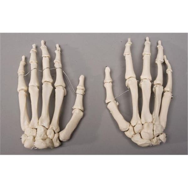 Left And Right Hand Bones