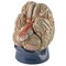 Denoyer-Geppert Anatomical Model, Deluxe Eight-Part Brain Model 0178-00 ...