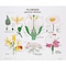 Denoyer-Geppert Charts/Posters, Flowers Chart Mounted 1904-10 | Zoro