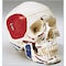 Denoyer-Geppert Anatomical Model, Prem Skull w/Painted & Labeled ...