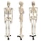 Supertek Human Skeleton Model with Key, 34in. B12409-S3 | Zoro