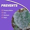 Bonide Products Bonide Rose Shield Systemic Insecticide and Disease ...