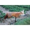 Bird-X Fox, 3-D, 2 lb., Poly Rubber FOX-3D | Zoro