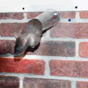 Bird Barrier Bat Removal Cone, Animal Control, 6in. N8-PC30 | Zoro